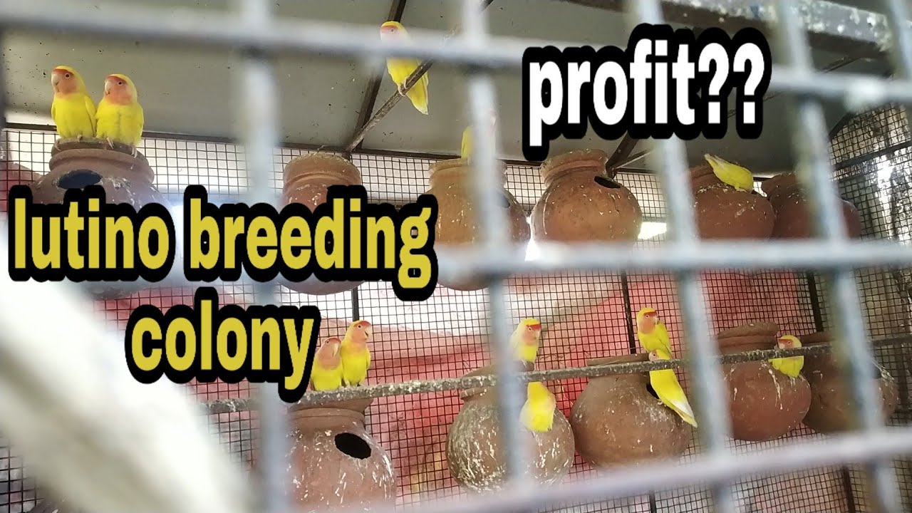 All new breeding colony.. profitable setup..!! - YouTube