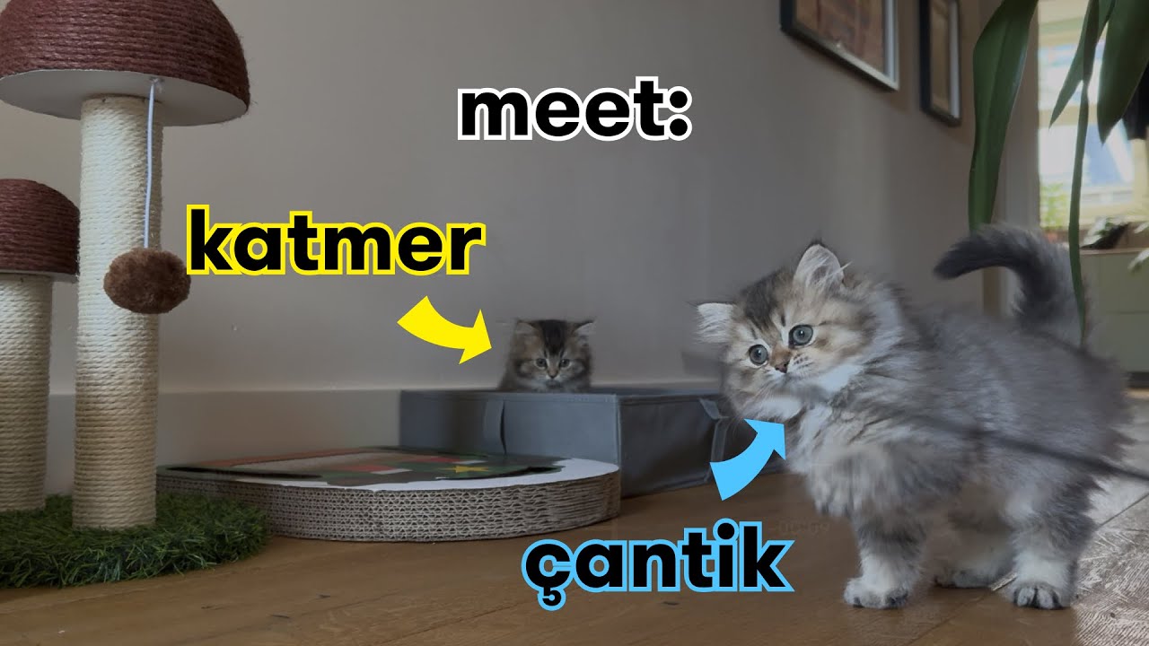 we are finally… CAT PARENTS! 🐱 - YouTube
