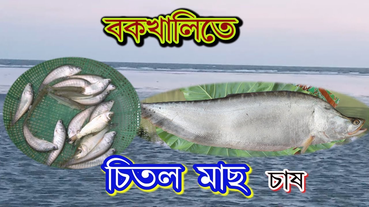 চিতল মাছ চাষ # বকখালি #Chitol Mach chas by J.C.Biotech +919434022393 ...
