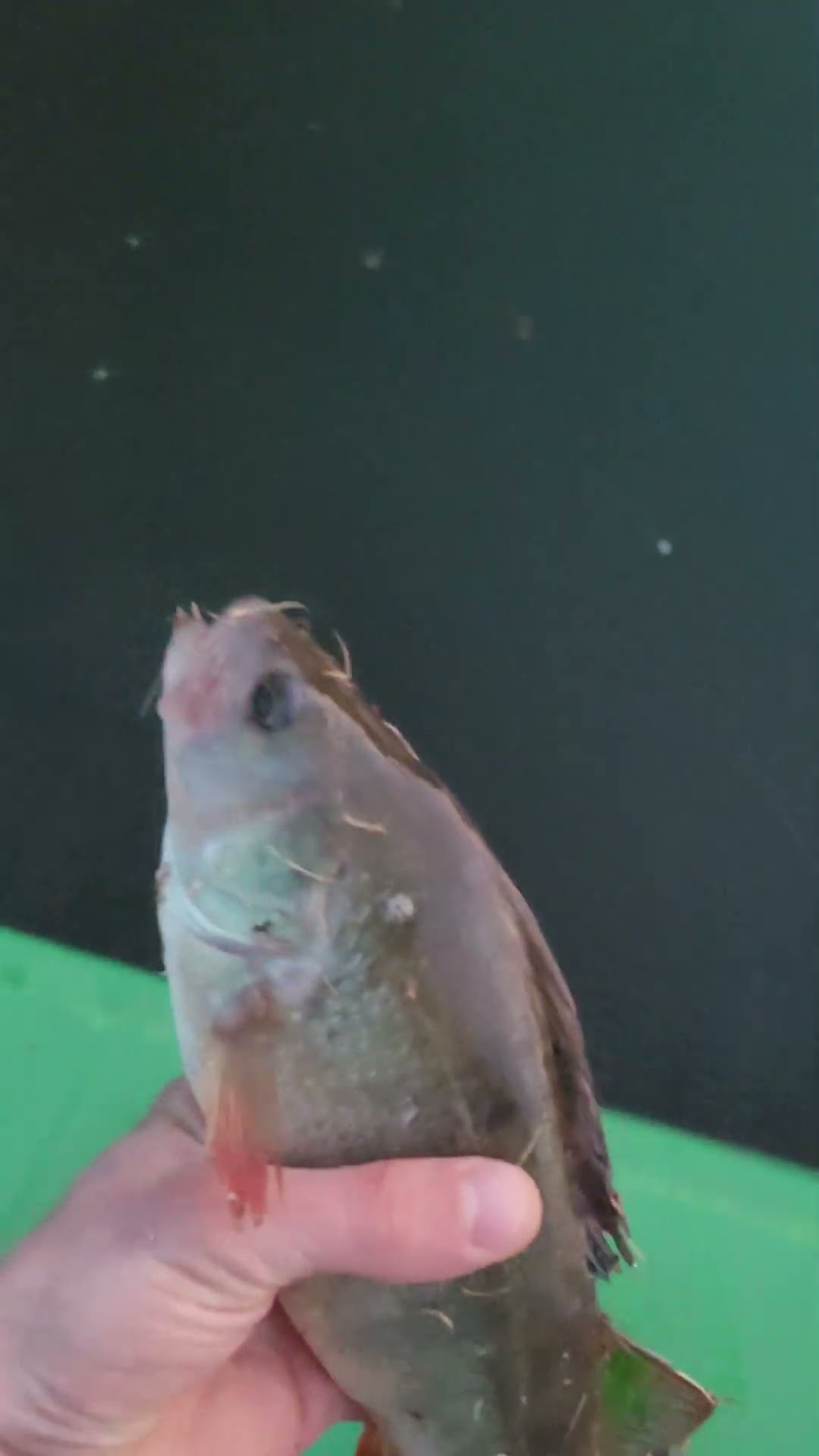 #fishing #spinning #spinningfishing #okoń #okon #pikefishing #jaxon # ...