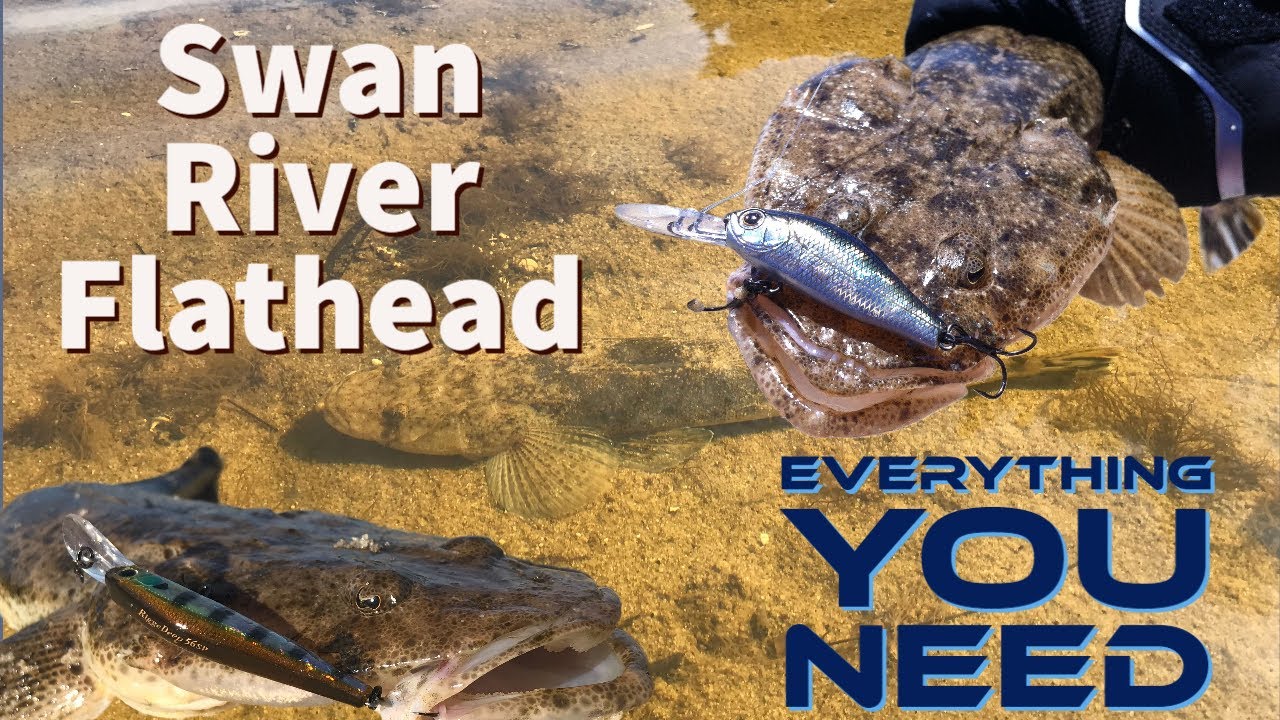 Cracking the Flathead Code | How to Catch Swan River Flathead - YouTube