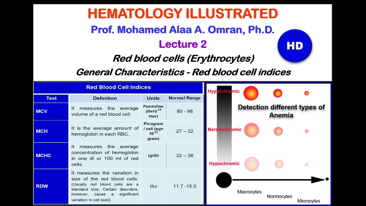 Hematology Lecture 2-2020 HD - YouTube