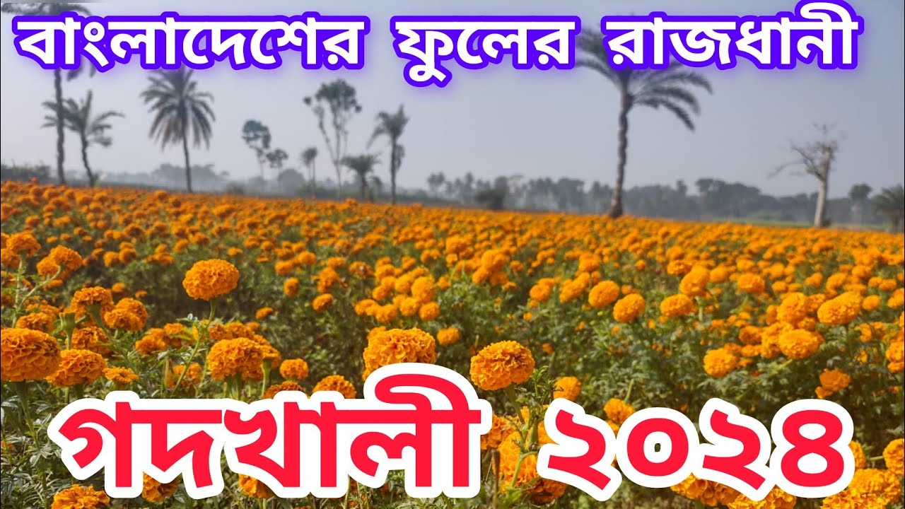 যশোর গদখালী ফুলের রাজ্য। Jessore Godkhali flower Garden and Largest ...