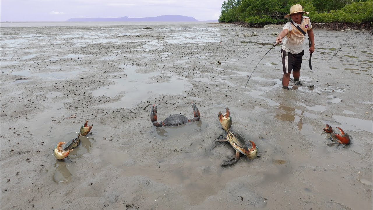 Catching King Mud Crabs In Mud Sea after Water Low Tide - YouTube