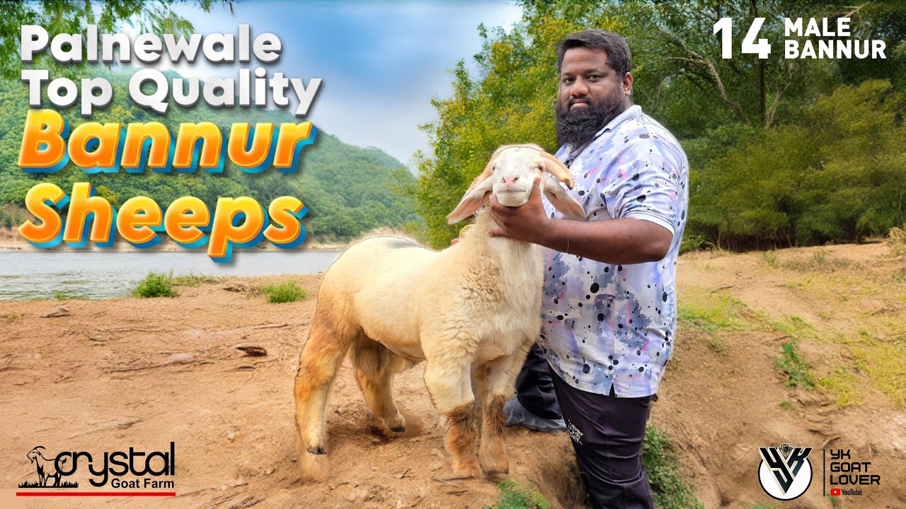 Top Quality Bannur Sheeps 300 Km TRANSPORT Free at Crystal Goat Farm I ...