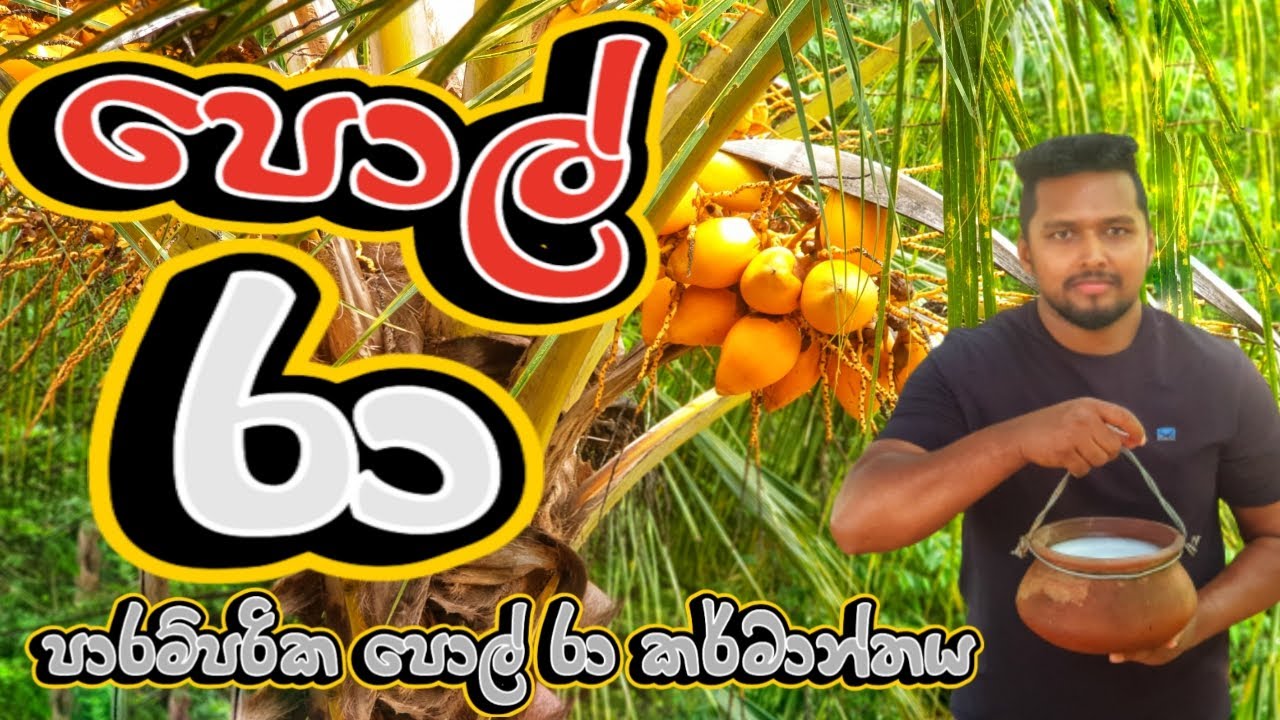 පොල් #රා |#Coconut Toddy Tapping Village Style in Sri Lanka | #Pol raa ...