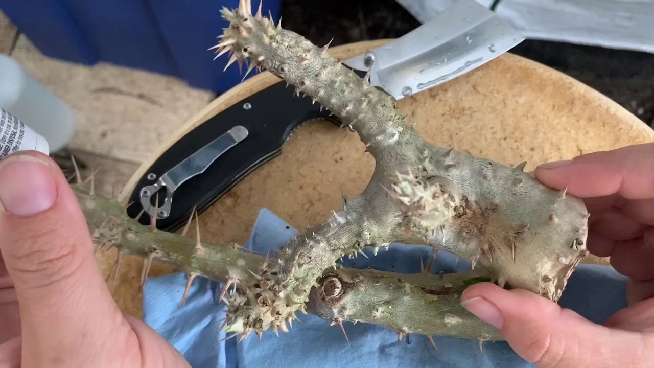 Cutting Root Off Rot in a Madagascar Propagation - YouTube