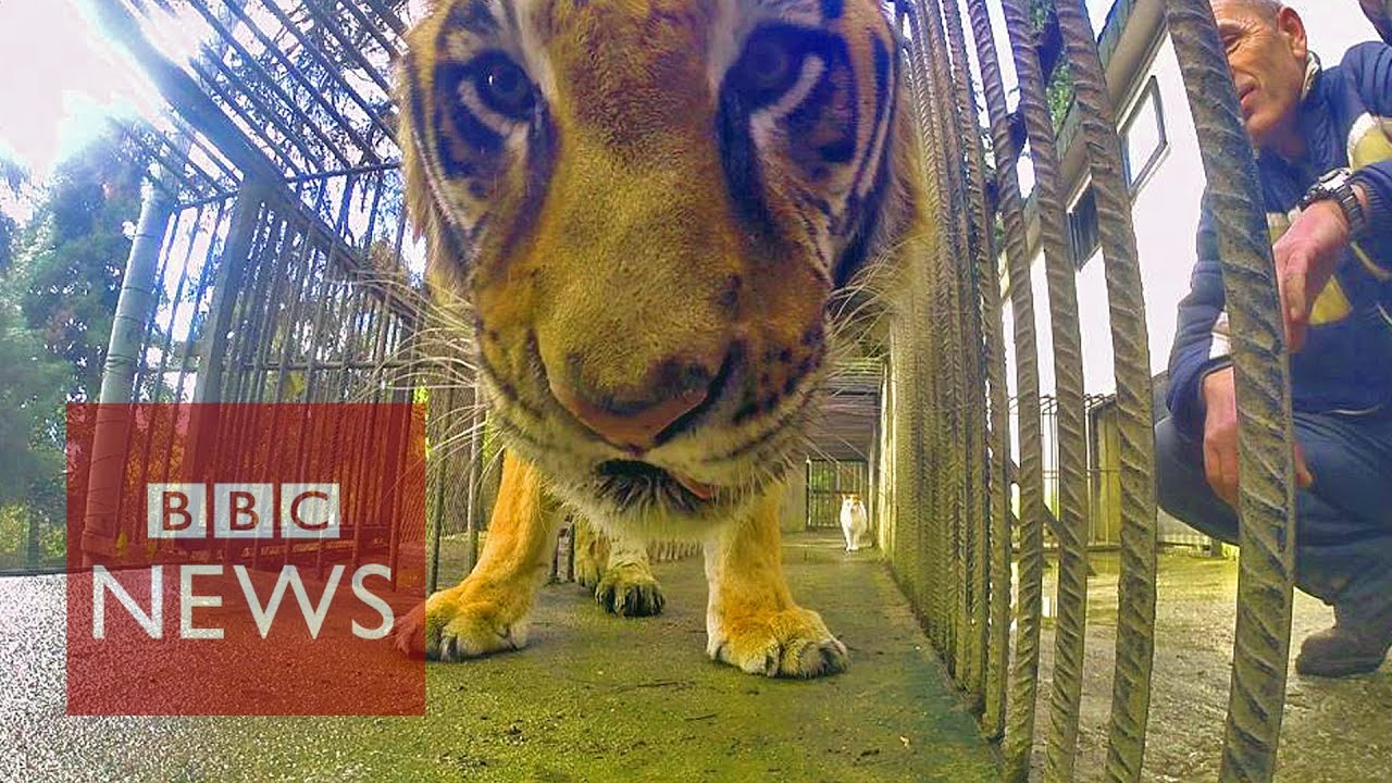 Tiger: How to transport world's largest cat - YouTube