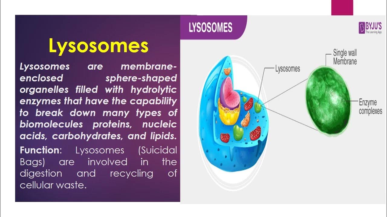 Lysosomes | Cell organelle | Biology 11 Chapter 03 Cell structure and ...