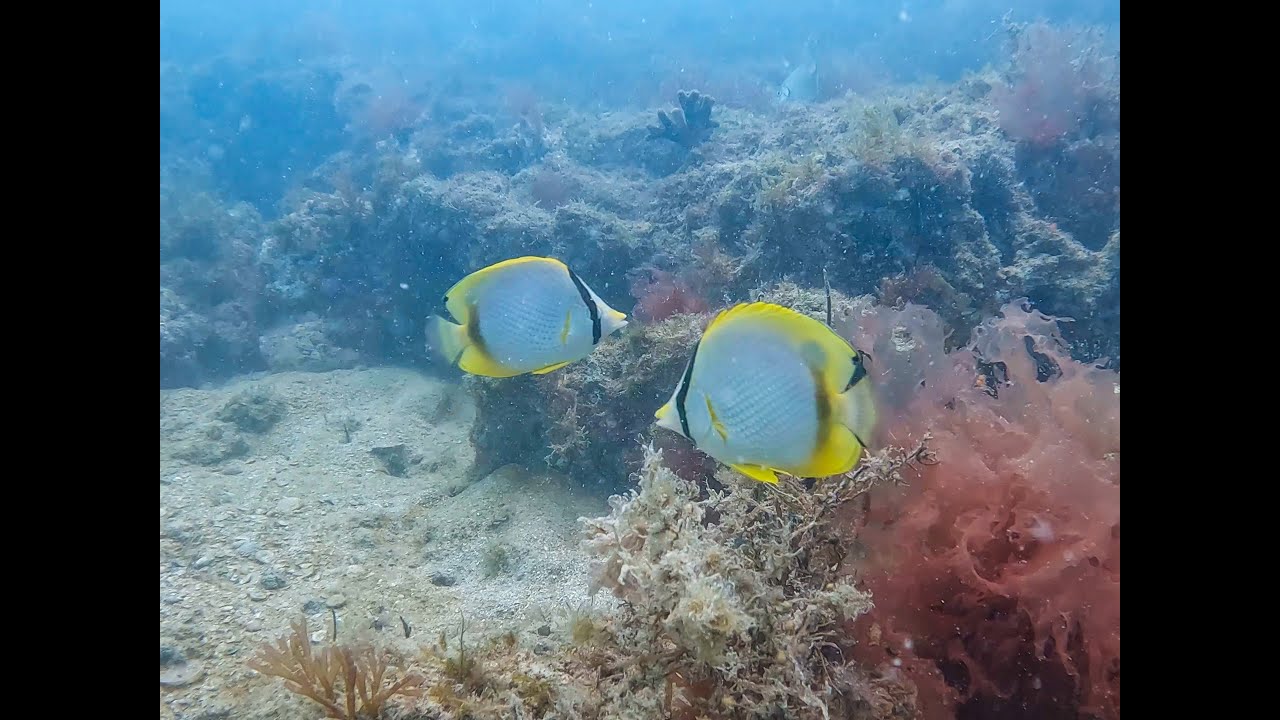 Spanish Rocks Reef shore dive off Holmes Beach, Fl 5-18-22! - YouTube