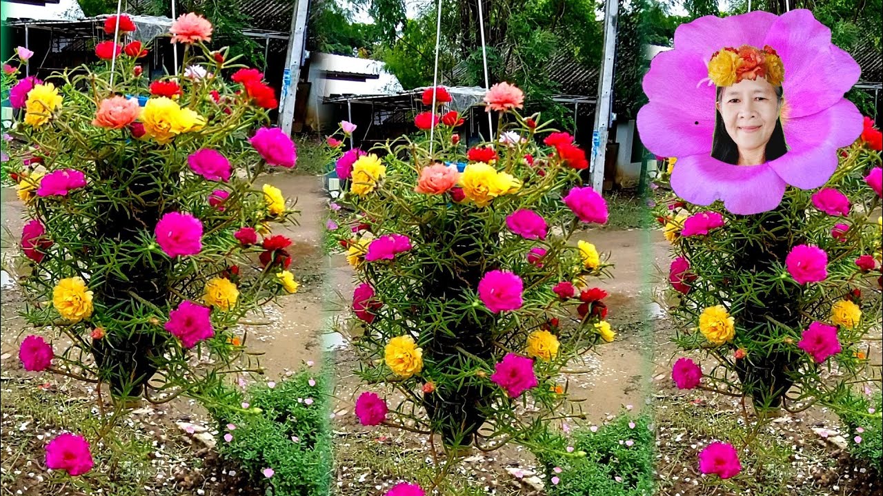 คุณนายตื่นสาย Diy ขวดน้ำพลาสติกปลูกไม้ดอก จัดสวนแขวน ข้อมูลรายละเอียด