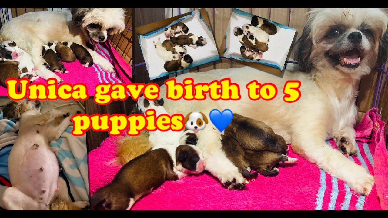 How to assist a dog giving birth |Shih tzu normal delivery - YouTube