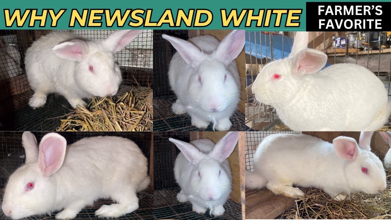 Farmers' Favorite: Why the Newsland White Rabbit is So Popular - YouTube