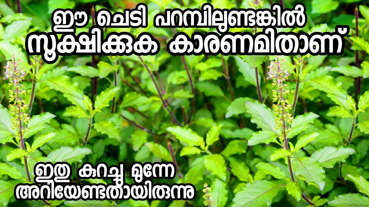 ഈ ചെടി വീട്ടിലുണ്ടങ്കിൽ പ്രശ്നമാണ്| ഇതു അറിയാതെ പോകരുത്|chedikal ...
