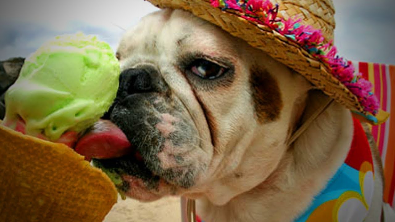 Cute Funny Dogs 😜🐶 Funny Dogs (Part 2) [Funny Pets] - YouTube