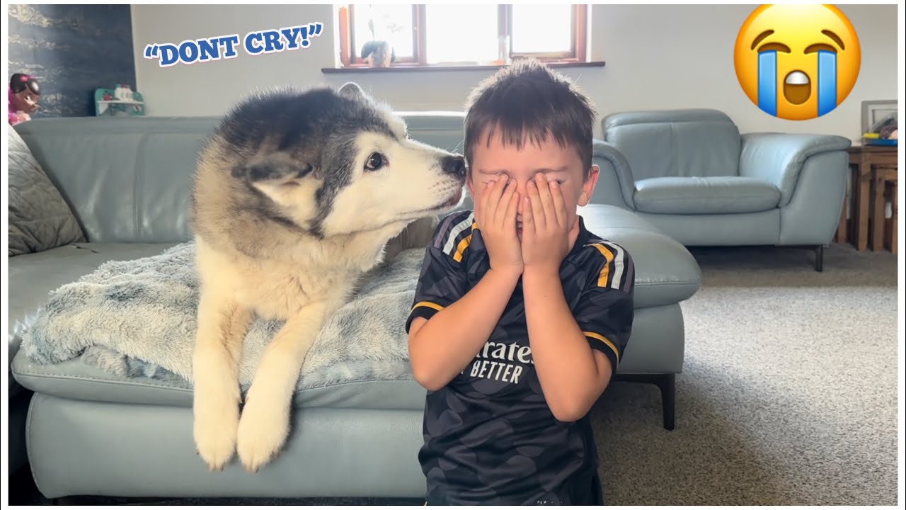 Tu Me Manques Husky