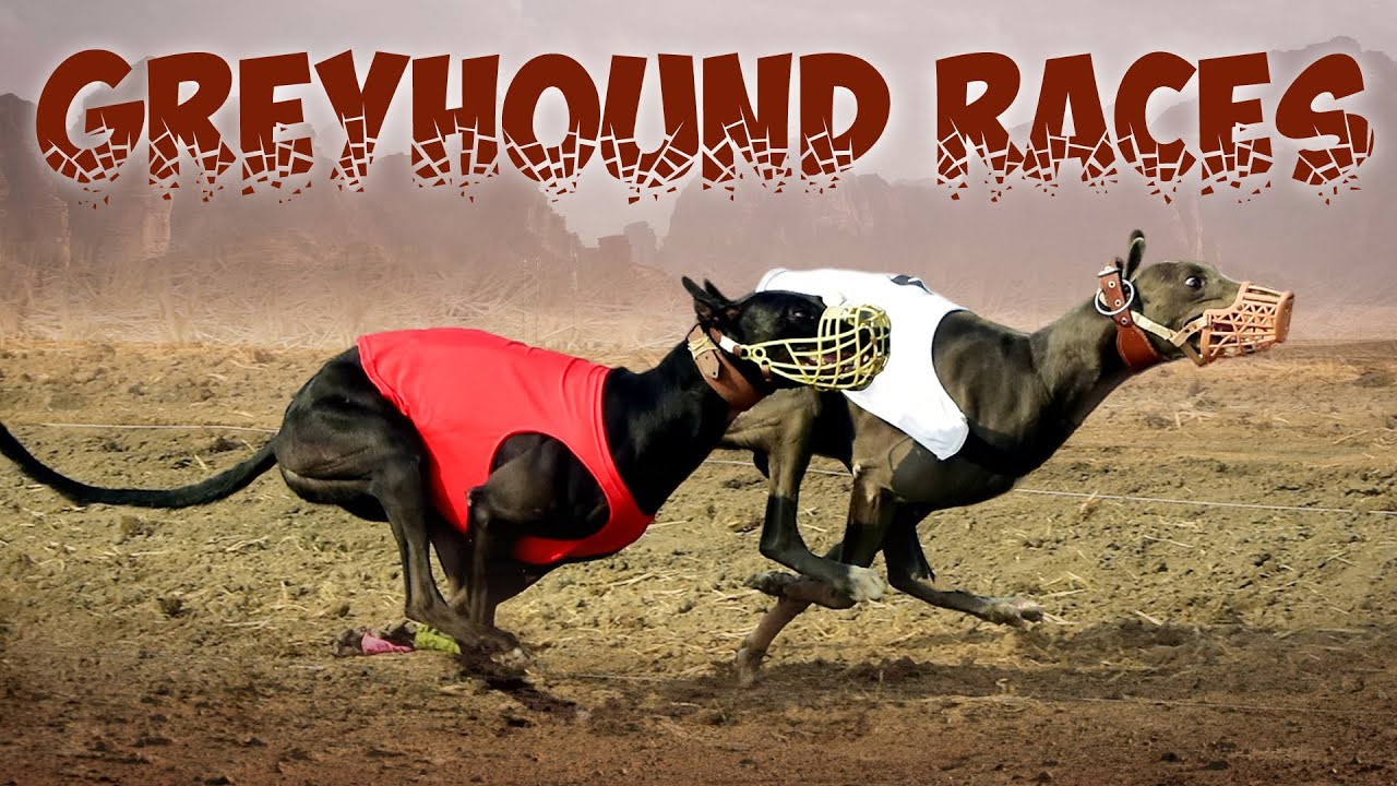🔴LIVE | WORLD GREYHOUND DOG RACING | FLAT RACE 440 Feet 2025/11/20 #11 ...