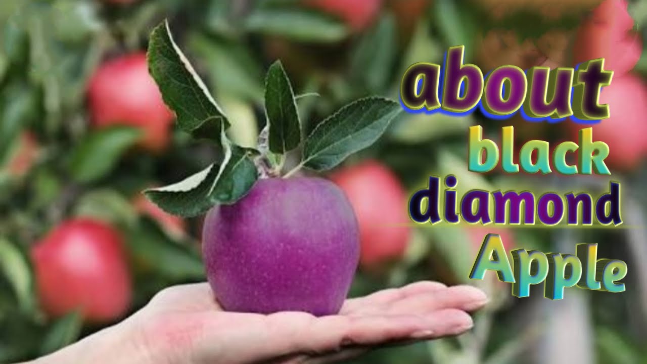 About black diamond Apple ll benefits of black diamond Apple ll काले ...