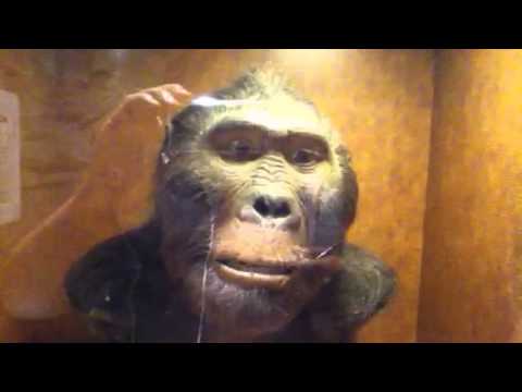 Australopithecus boisei - YouTube
