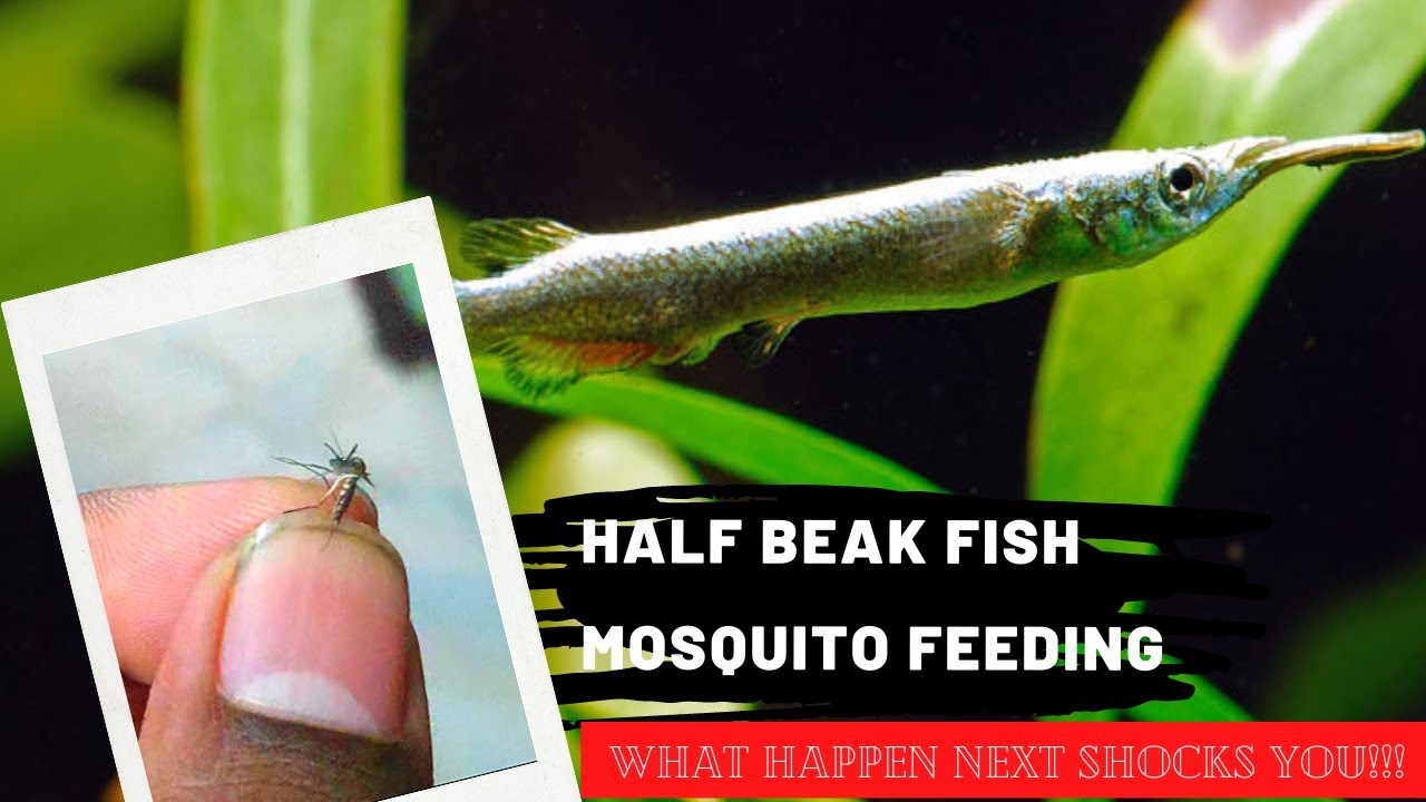 Mosquito feeding to half beak fish | Ultra level video | Halfbeak fish ...