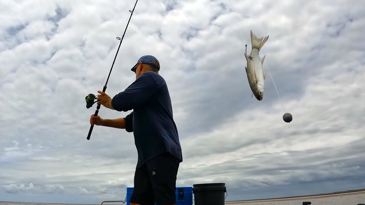 BEST LIVE BAIT - Catch BIG Fish - BARRAMUNDI - YouTube