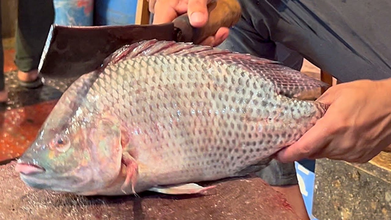 Amazing Popular Big Tilapia Fish Cutting Skills | Popular Tilapia Fish ...