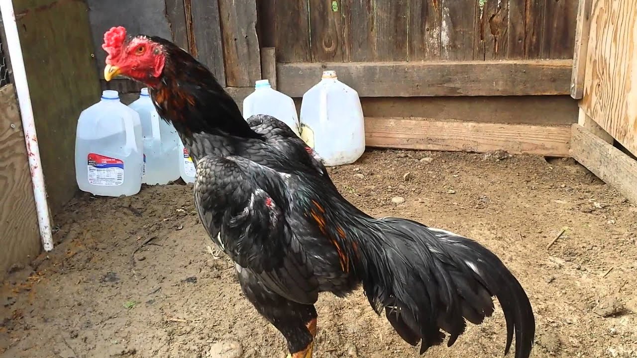 Blue mamba qaib - YouTube