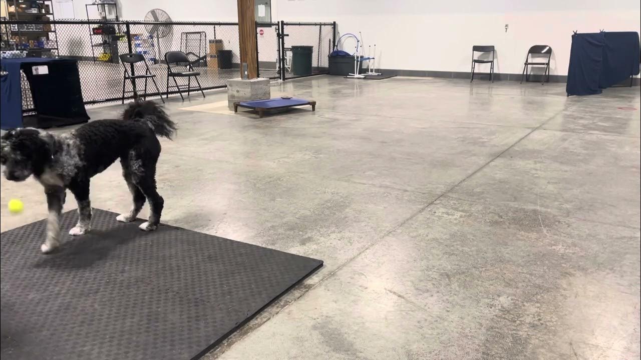 Mocha plays fetch in the training room - YouTube