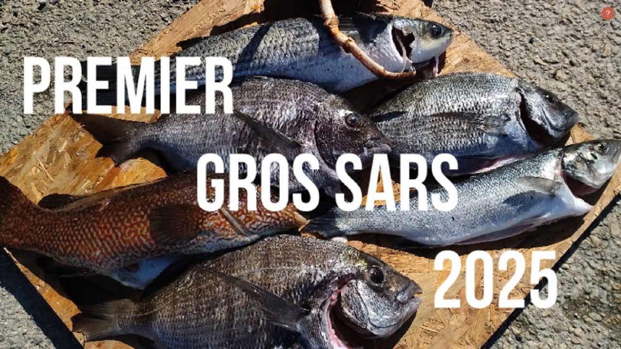 Très belle chasse sous marine à Quiberon (Bretagne - Morbihan) #fishing ...