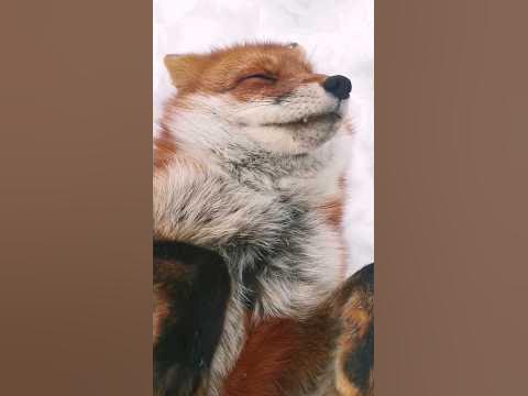 Салон милоты #лиса - YouTube