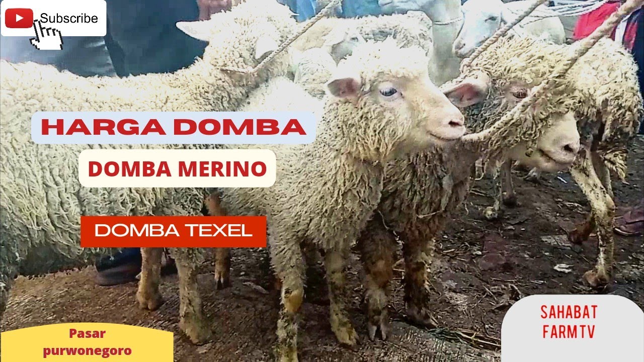 TONTON‼️INFO HARGA DOMBA MERINO DAN HARGA DOMBA TEXEL DI PASAR ...