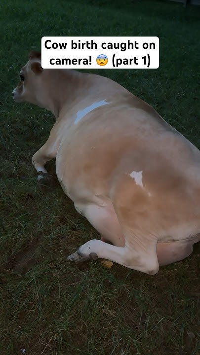 She’s Going Into Labor! 🤰 Cow Birth Caught On Camera! #shorts #birth - YouTube