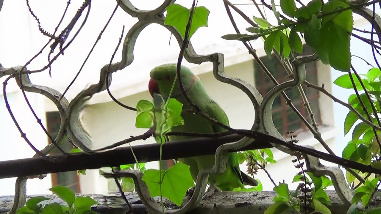 Frightened parrot #parrot #nature wonder #parakeet #parrotslover # ...