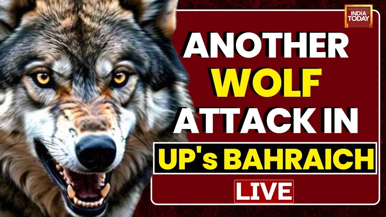 LIVE Ground Report From Bahriach | Wolves' Terror In Up's Bahraich ...