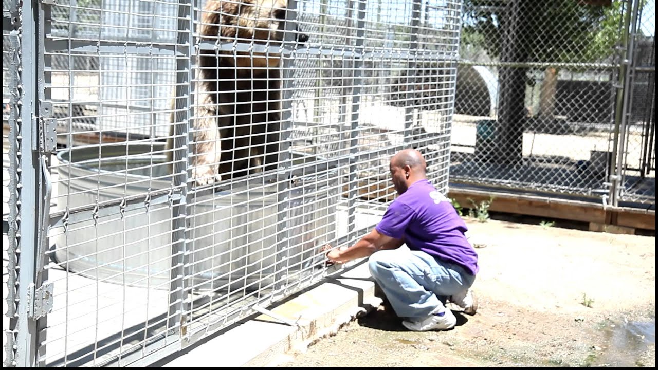 robair & bear - YouTube