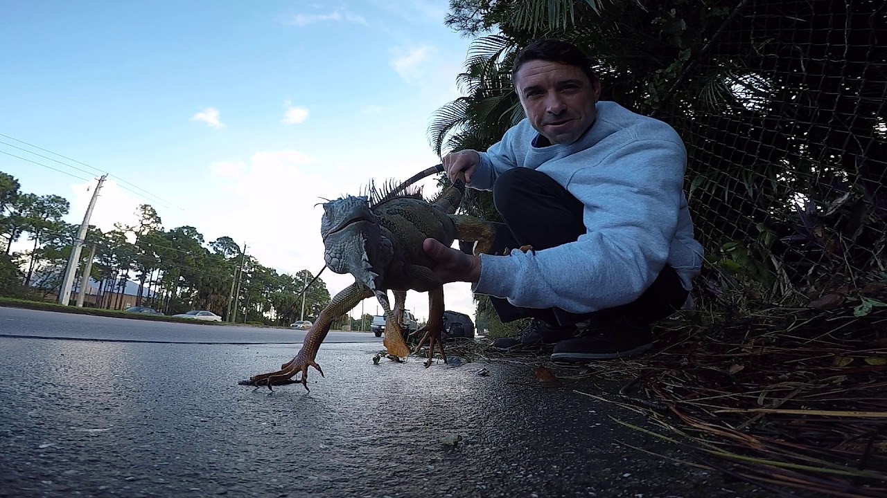 Iguana Gender Inspection - YouTube