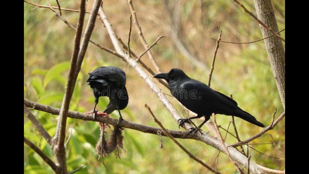 Two Ravens Communicating and Flying #PNWASMR - YouTube