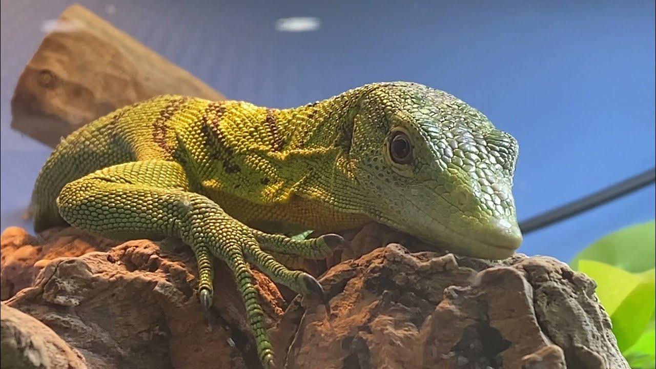 Our green tree monitors bioactive enclosure - YouTube