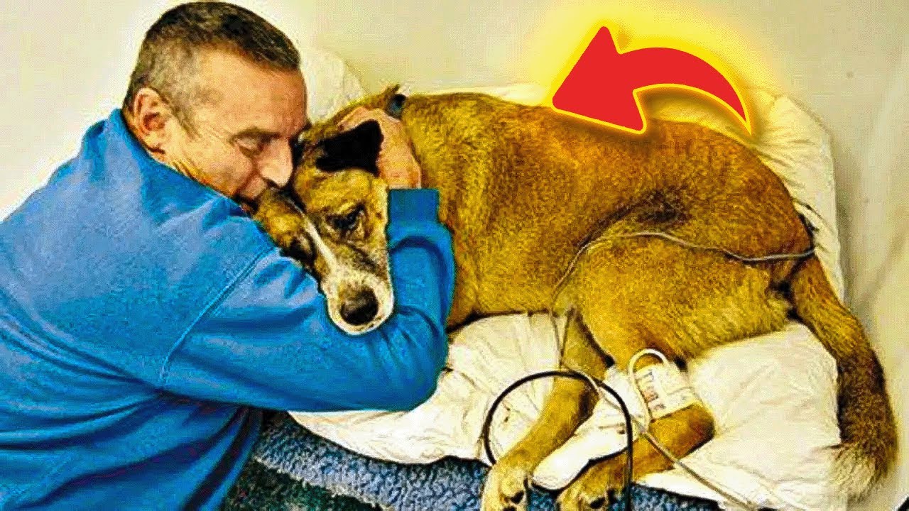 Man Ready To Return His New Dog Back To Shelter Finds Out Something ...