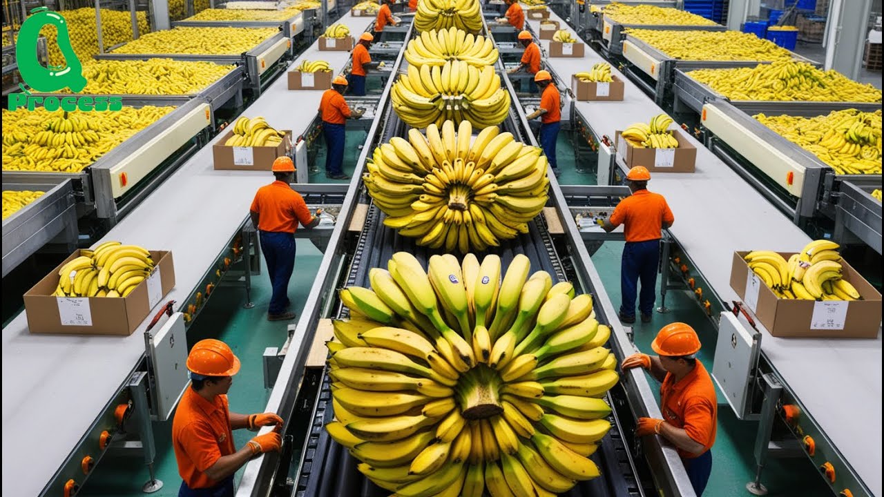 Farmers Harvest Millions of Bananas Using Cableways This Way ...