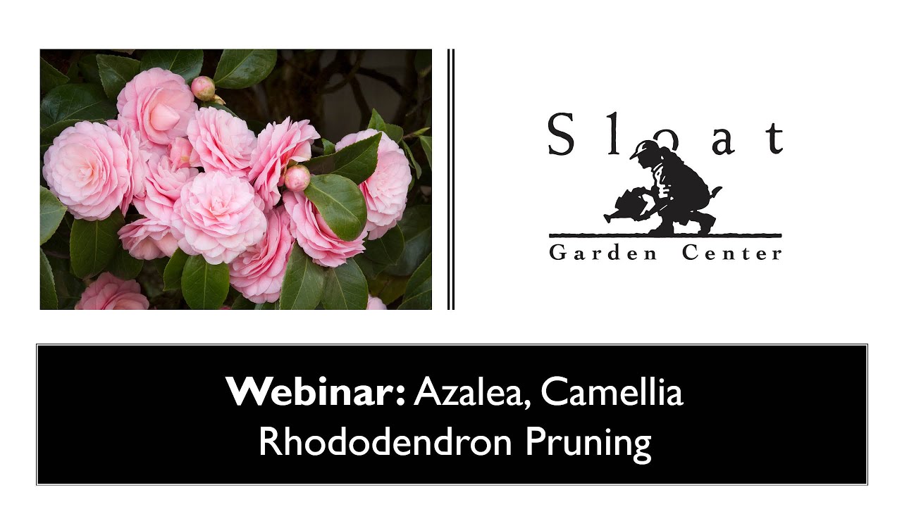Webinar: Azalea, Camellia, and Rhododendron Pruning Tips & Tricks - YouTube