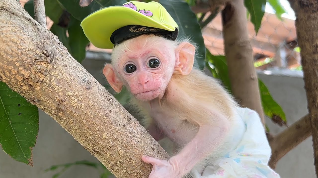 Dad helps little monkey learn to climb trees - YouTube