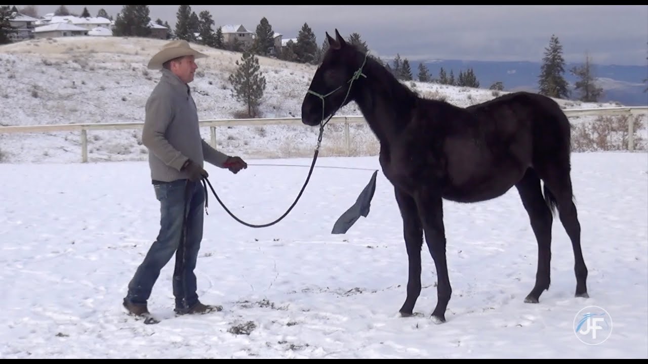 When to Use a Flag or Stick in Horse Training - with a weanling named ...