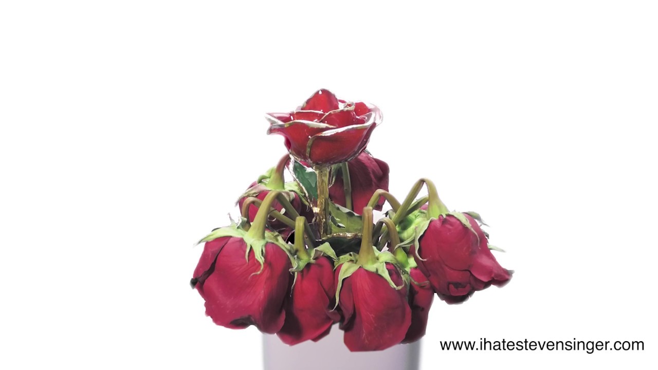 Steven Singer's 24kt Gold Dipped Rose will stand up against any rose ...