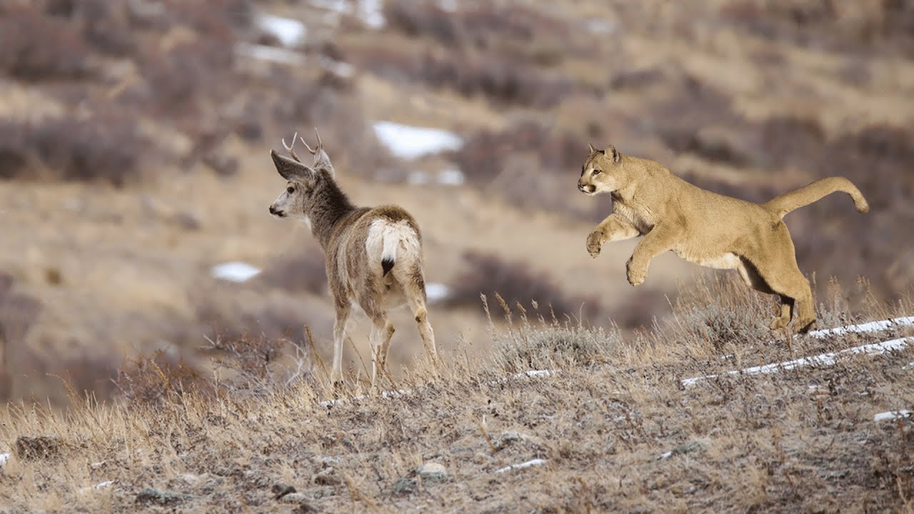 Mountain lion hunting deer - YouTube
