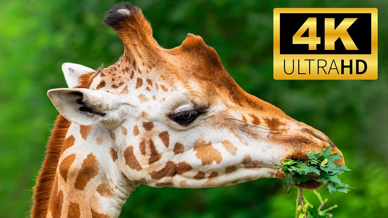 Exploring the Wilderness World: Giraffe | Wild Animals in 4K ULTRA HD ...