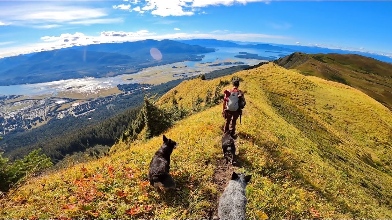 Fall Colors on Thunder Mountain in Juneau, Alaska with Cattle Dogs ...