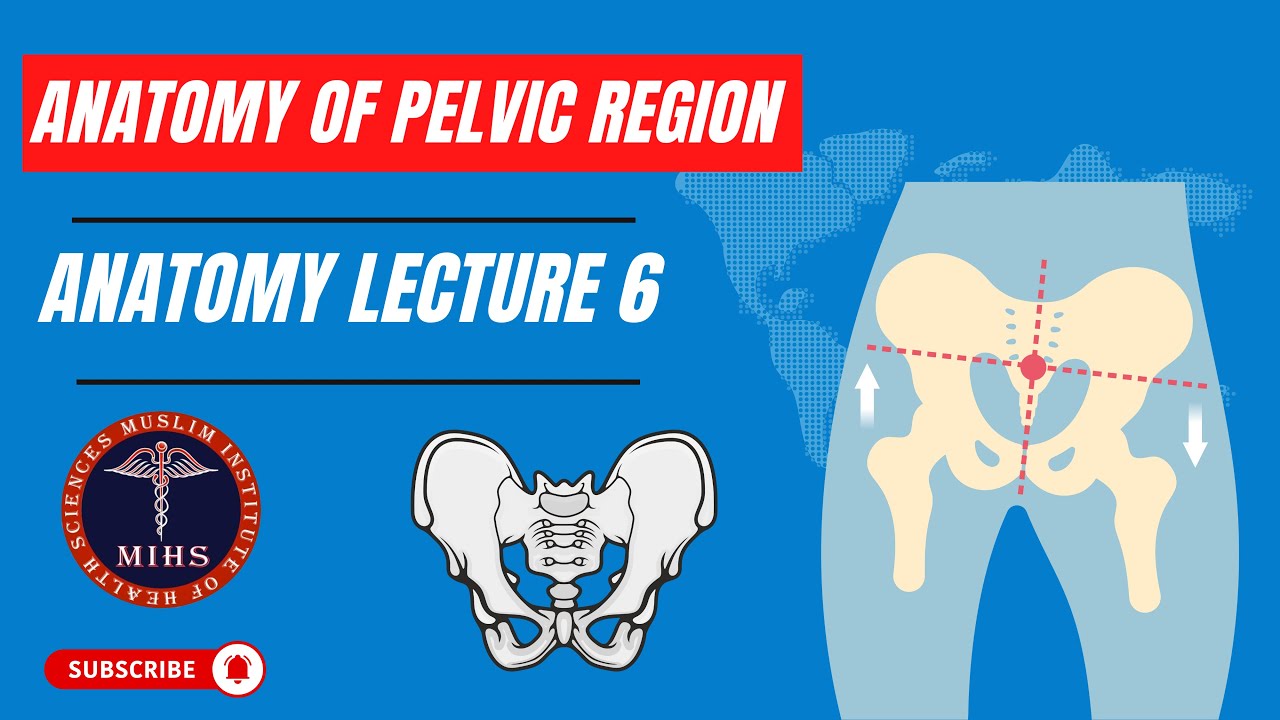 Anatomy Lecture 6 Anatomy of Pelvic Region – Complete Guide! MIHS - YouTube