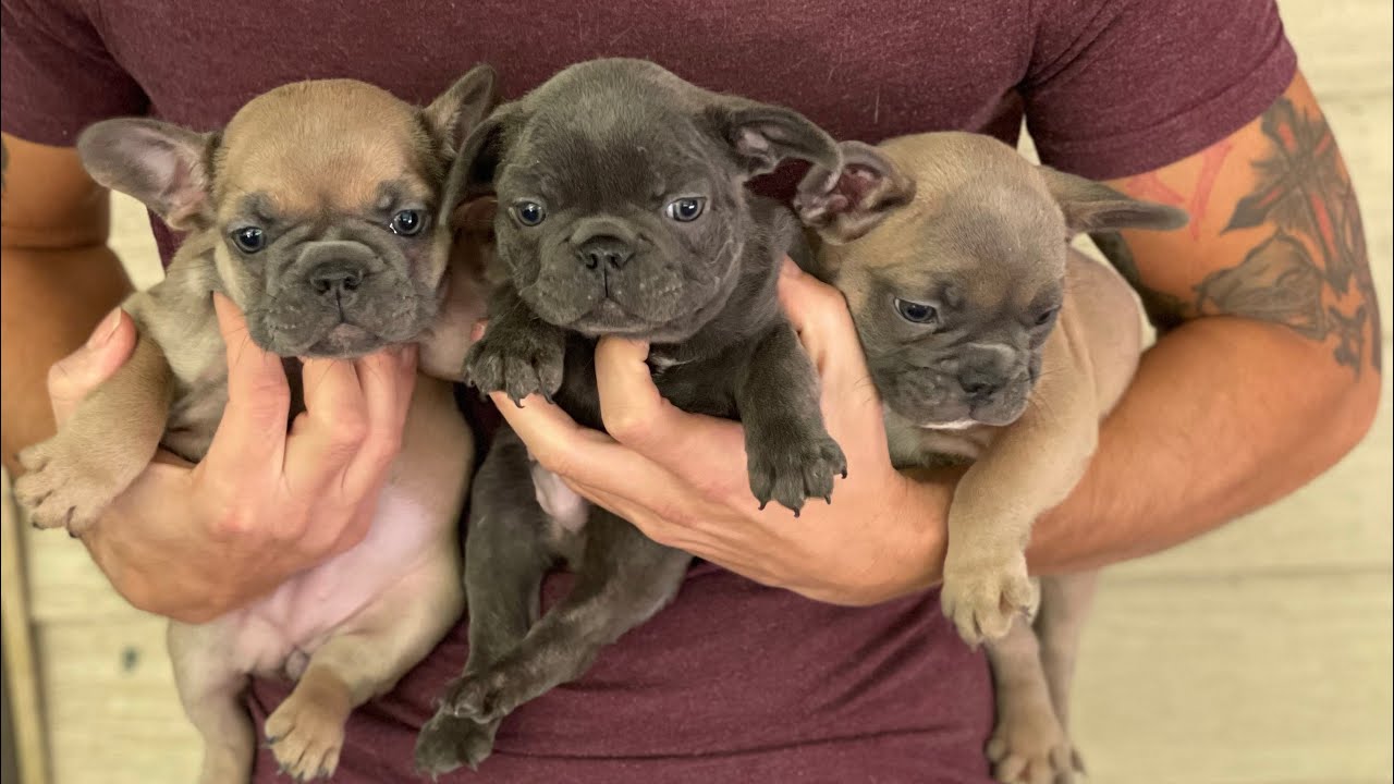 Chocolate Merle frenchies available and frenchie puppies - YouTube