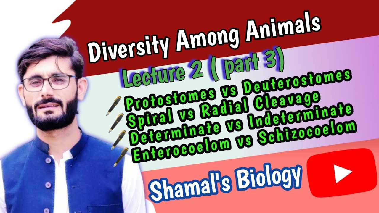 Embryonic Development:Spiral vs Radial Cleavage|Protostomes ...